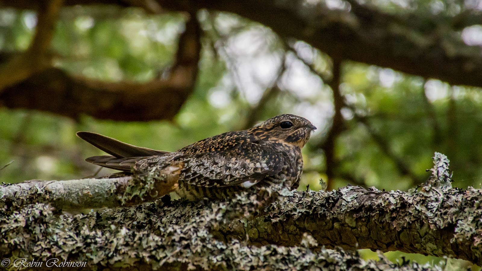robin's blog: Found a Common Nighthawk nest
