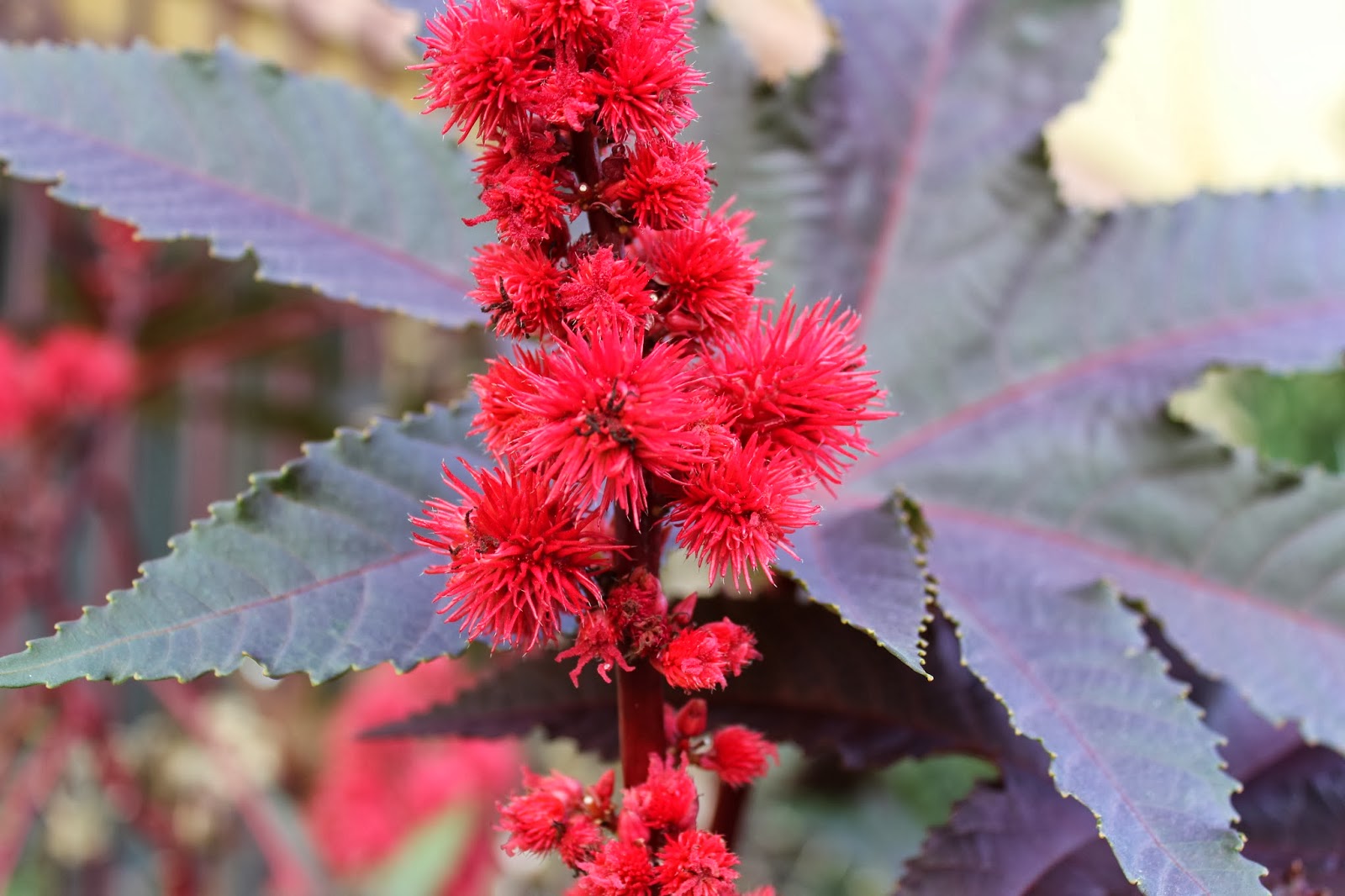 Perfumes y luces de Extremadura: Ricino, Ricinus communis.