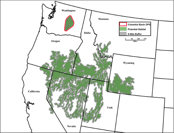 BIO 227:9: Pygmy Rabbit Recovery Plan Explored: Not Such a Pygmy ...
