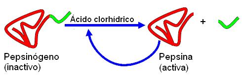 Mundo da Bioquímica (blog sobre bioquímica): Pepsina