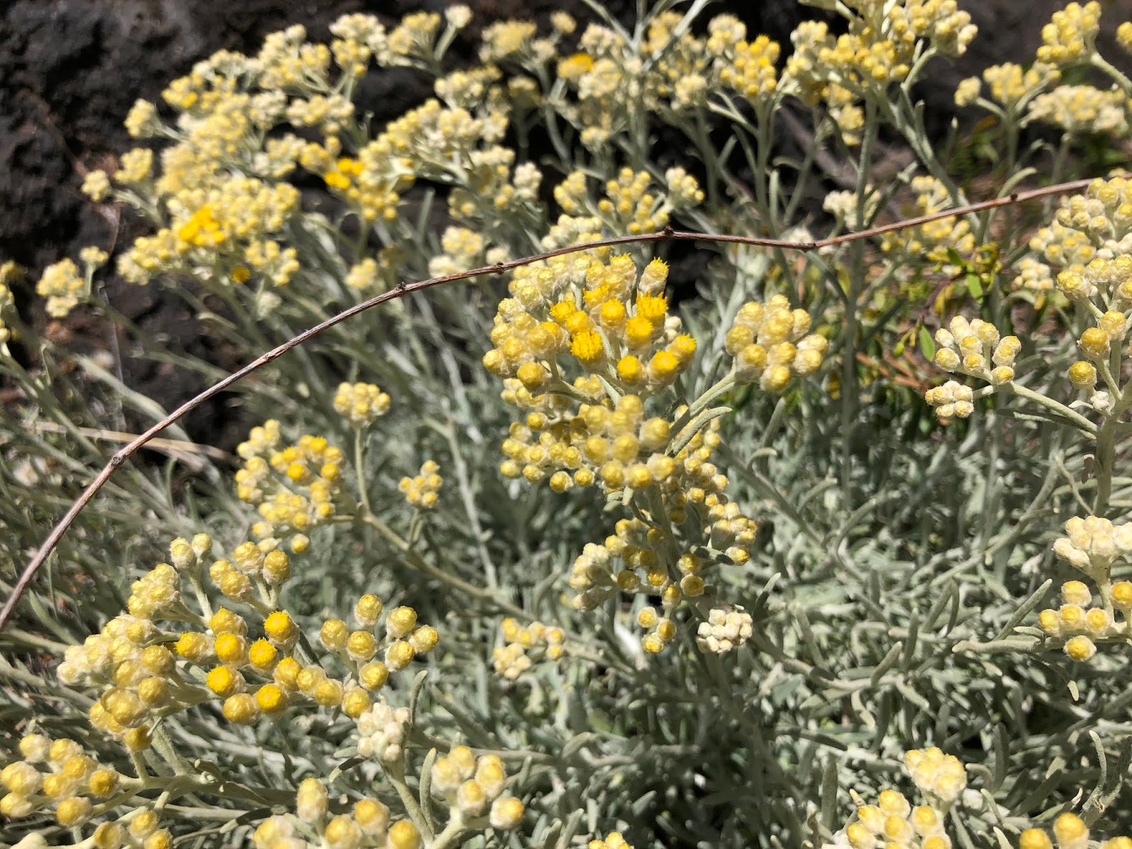 TravelMarx: Selected Flora of Pantelleria (Sicily, Italy)