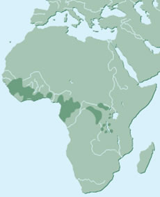 Ecofriendly: Chimpanzee