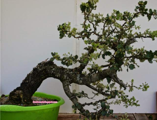 Fran Bonsai: LA REVERENCIA DE LA ENCINA.