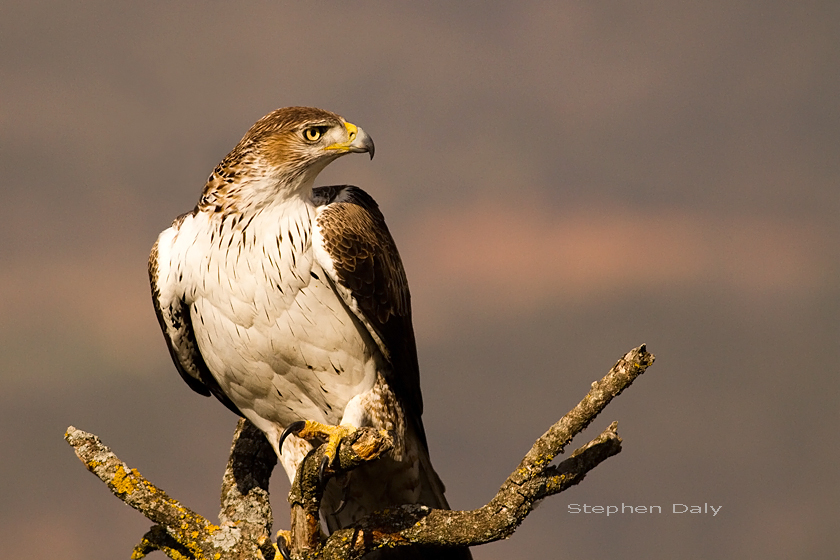 Bonelli’s Eagle (Aquila fasciata) | Focusing on Wildlife