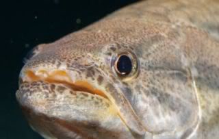 TUDO SOBRE TRAIRA::..: TUTORIAL SOBRE PESCARIA DE TRAÍRA