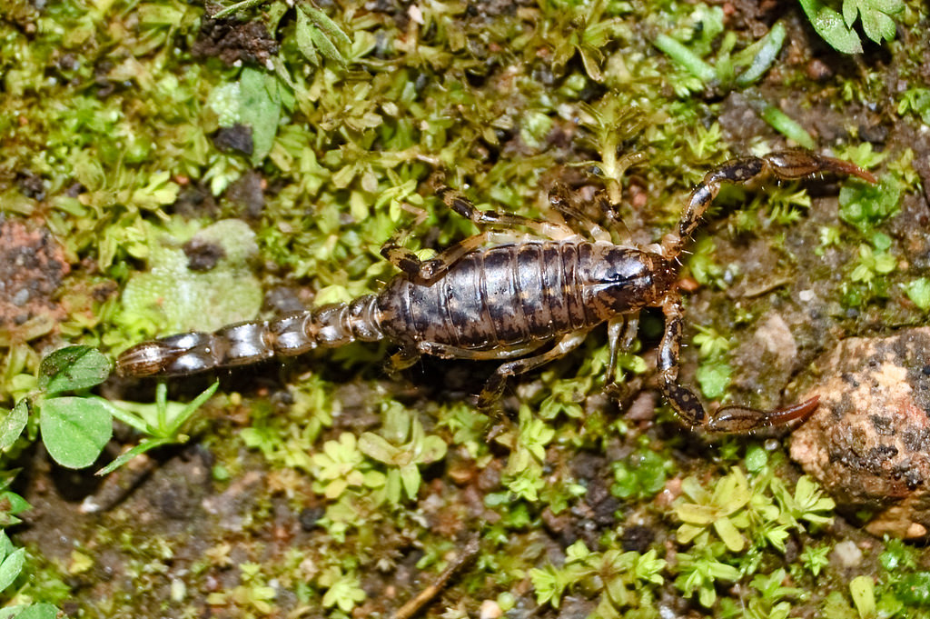 Escorpiones de Chile