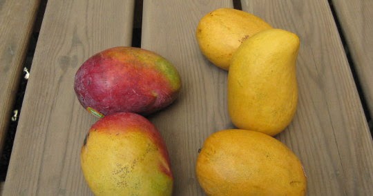 Gourmet by Sally Rae: Exotic Ataulfo Mangoes
