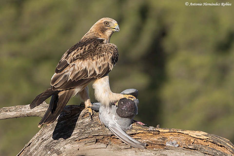 Fotografia de Vida Salvaje - Wildlife Photography: EL AGUILA CALZADA
