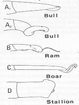 ORGAN REPRODUKSI PADA SAPI JANTAN - Ilmu Ternak