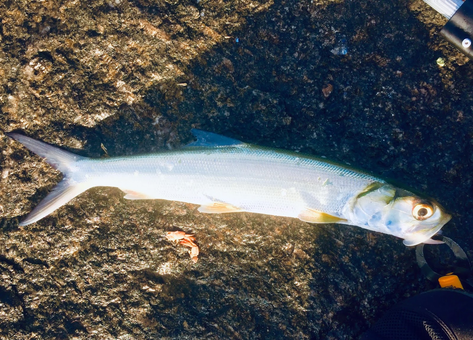 JORNAL DAS AVES e Peixes !: UBARANA: o Predador prateado!