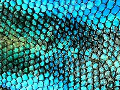 DESIGN | TEXTURA DE ESCAMA | Tuto's Design