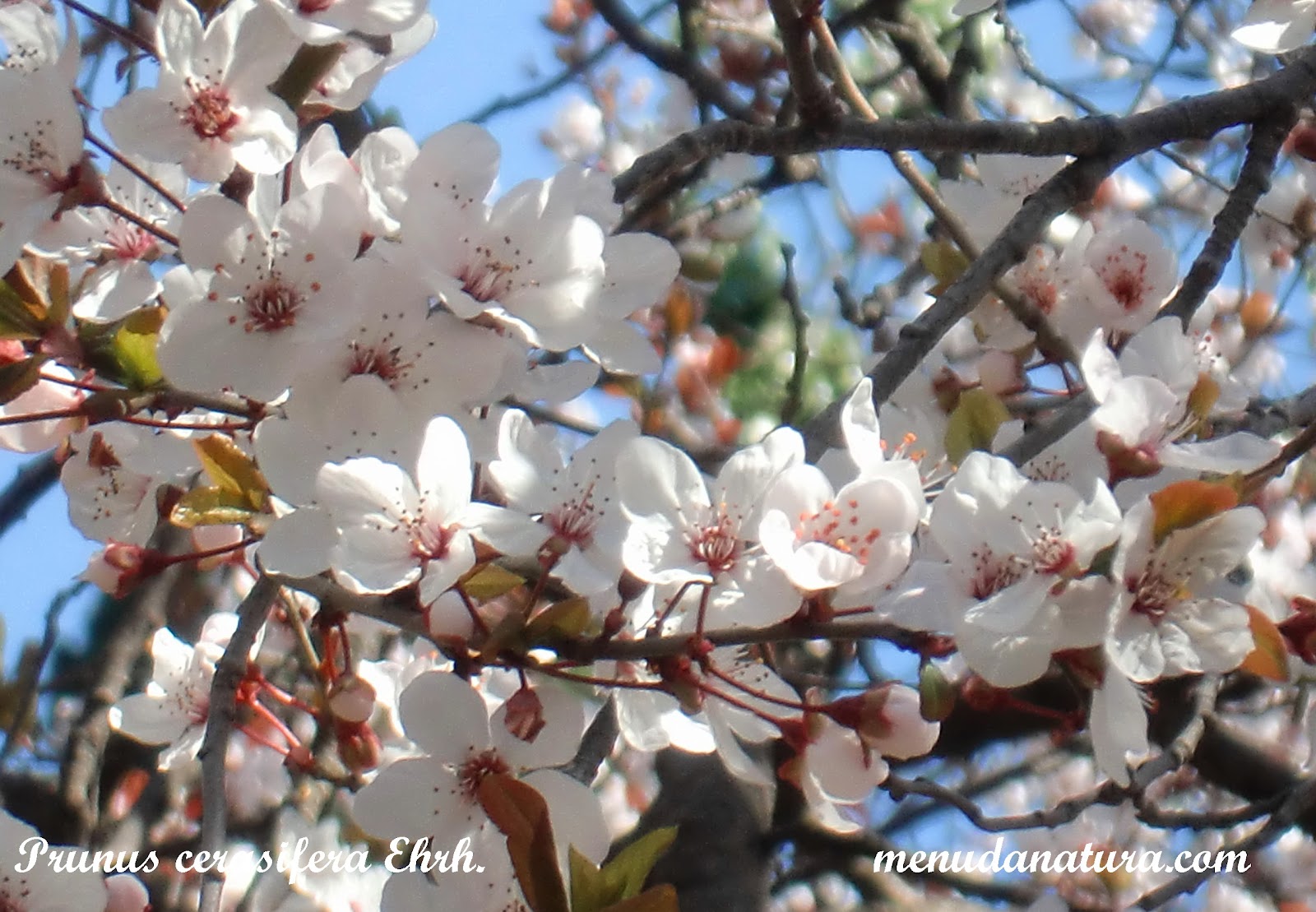 El Jardí de Menuda Natura: de març 2012