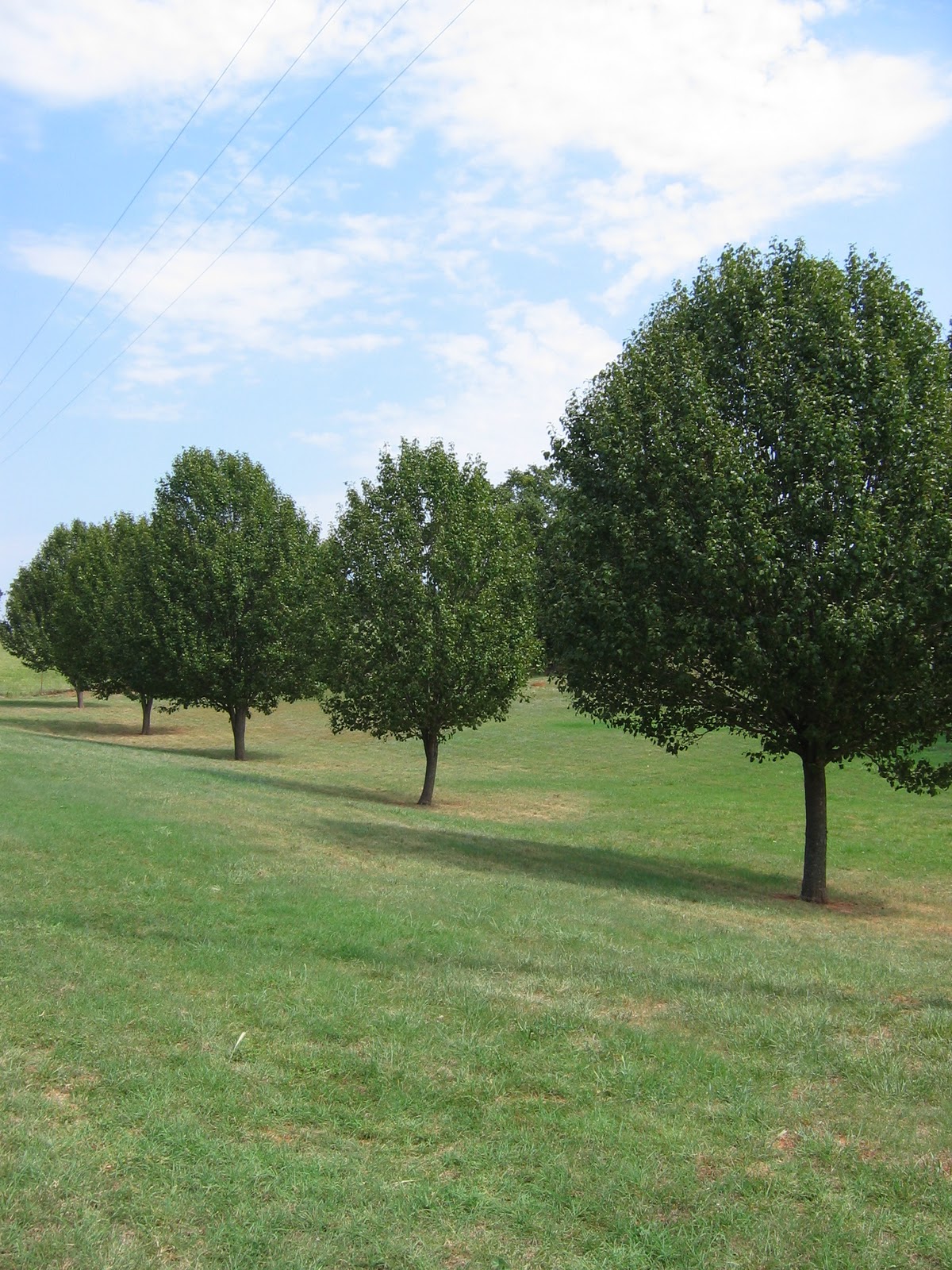 Weatherproofing Your Landscape: The Life Expectancy of a Tree