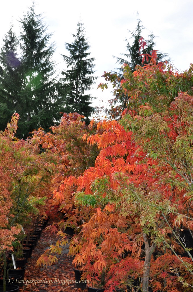 MySecretGarden: Japanese Maples. Picture Gallery