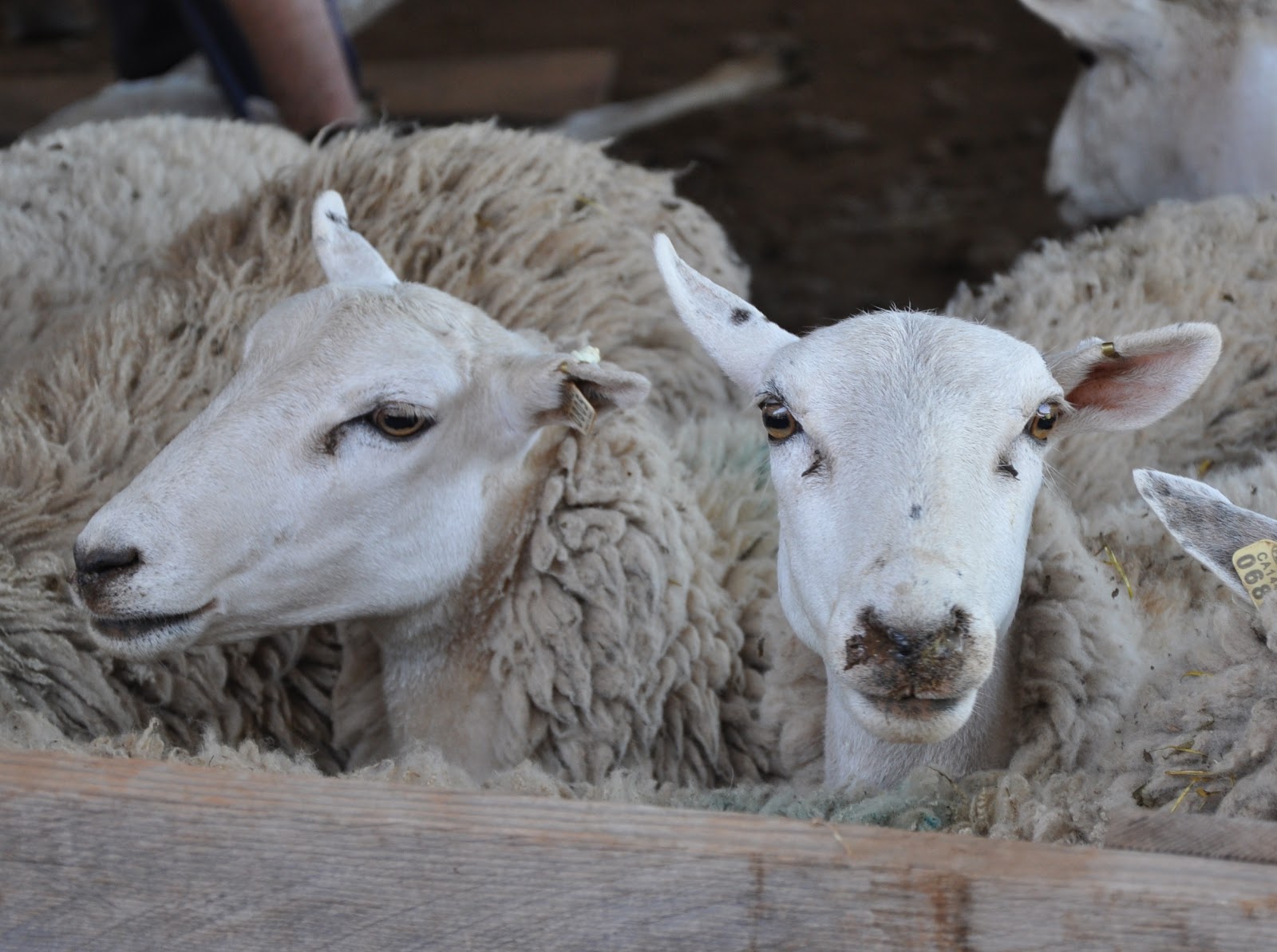 Foothill Agrarian: Modern Shepherding