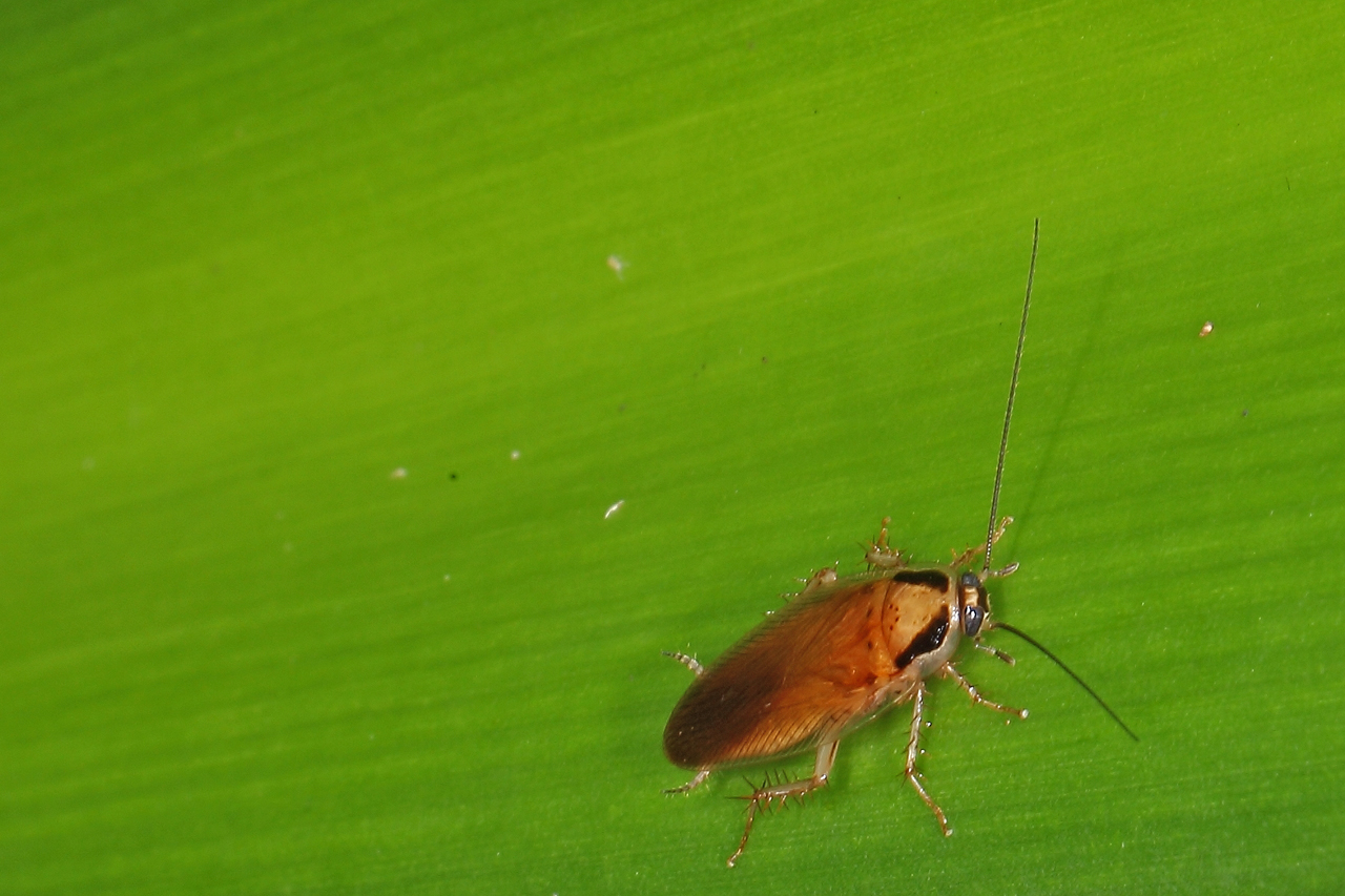 BunyipCo: New Year's Eve 2015- A Cockroach Bonanza!