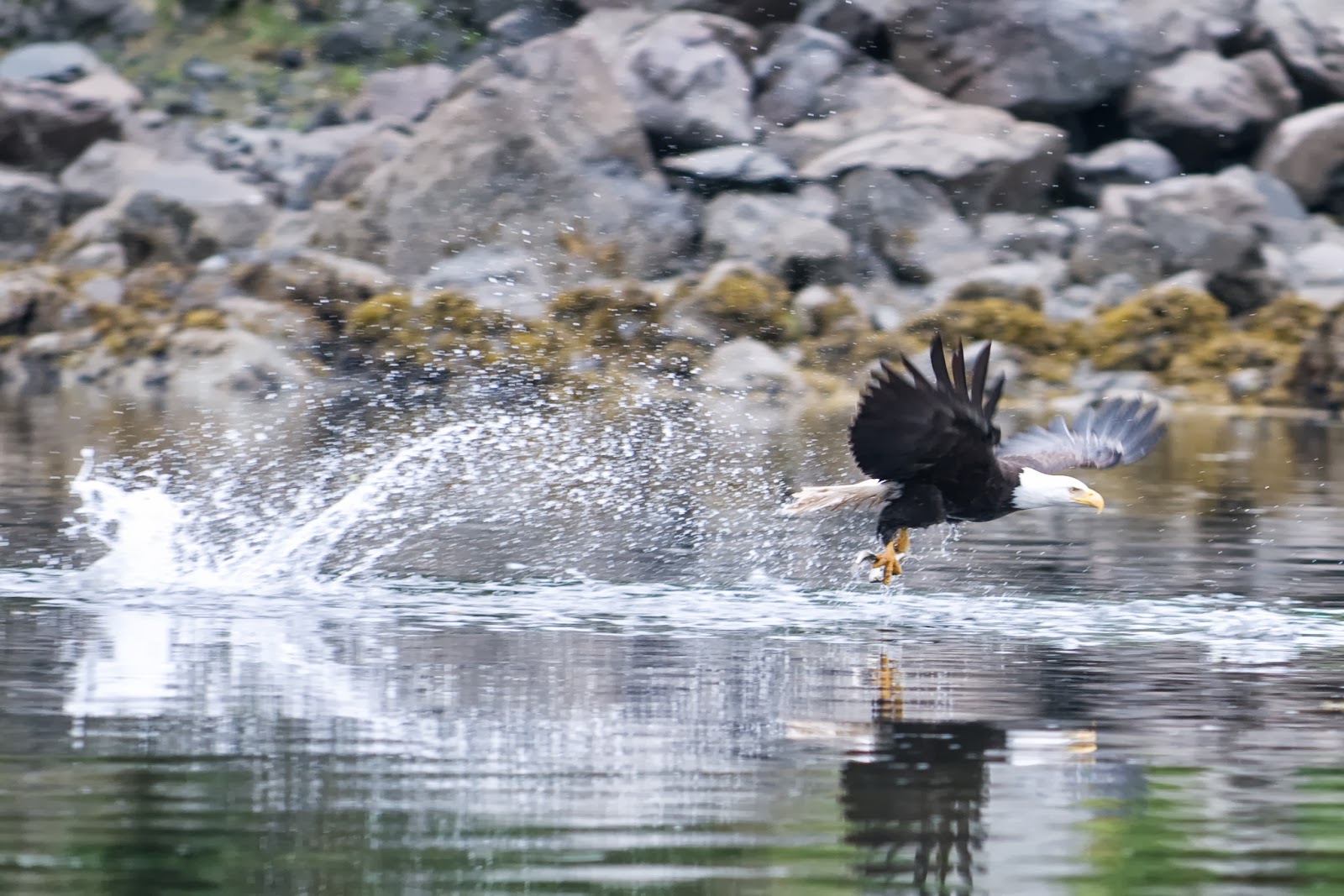 menopausal mumma: Bald Eagle Action Shots by Randal Rodgers