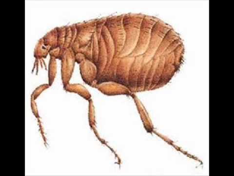 DEL CUPLÉ A LA REVISTA: La pulga sabia