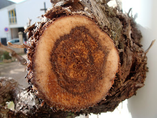 Lampara repelente: Como combatir la yesca en la vid