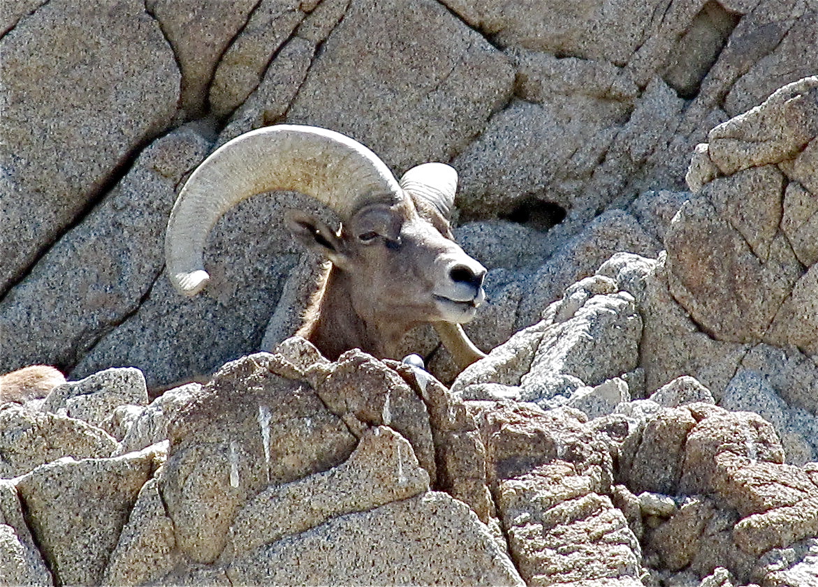 Travel With Whippets: The Living Desert - Palm Desert, California