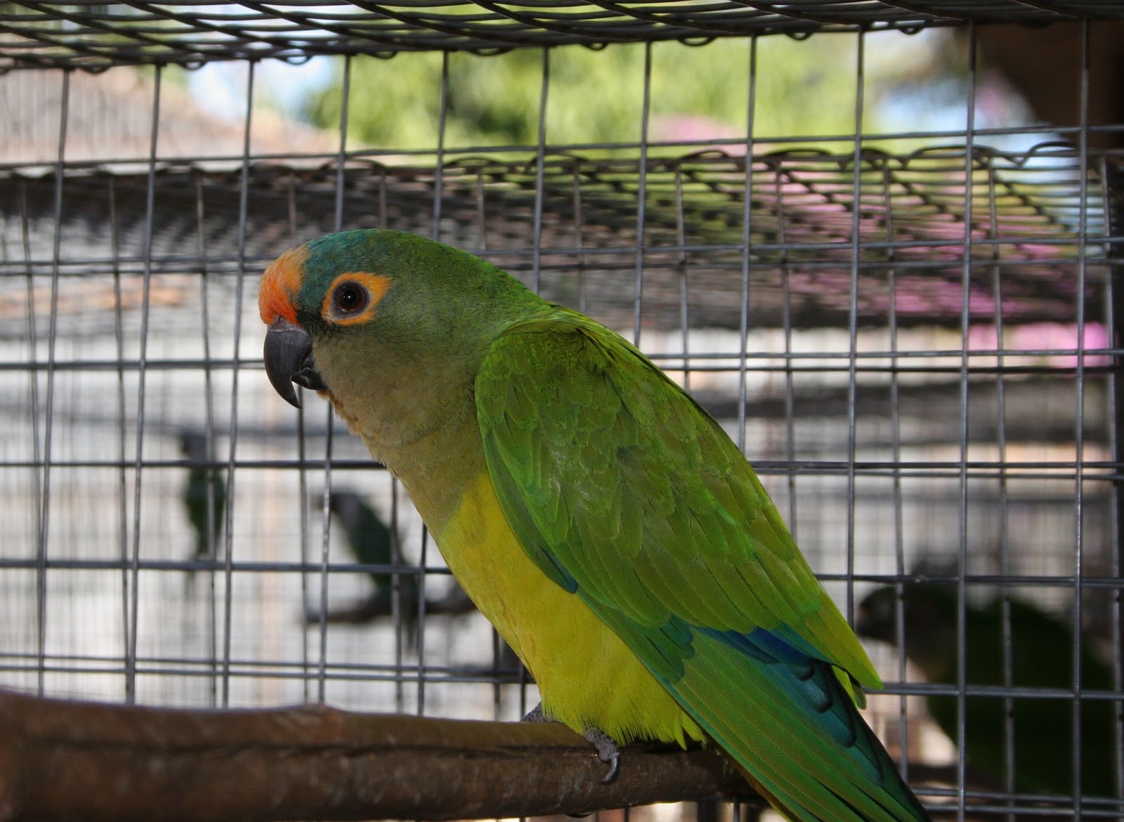 CRIADOURO MANDARIM: ARATINGA AUREA - PERIQUITO REI
