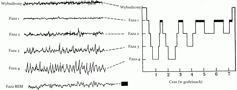 Ciekawostki: Skąd się biorą sny?