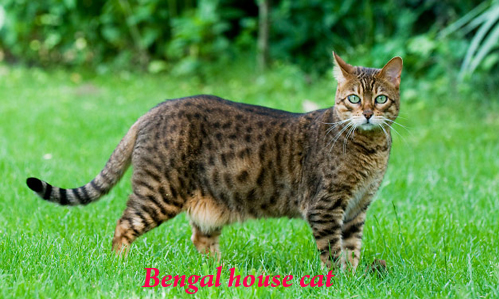 Cats Gallery: Origin of Bengal house cat