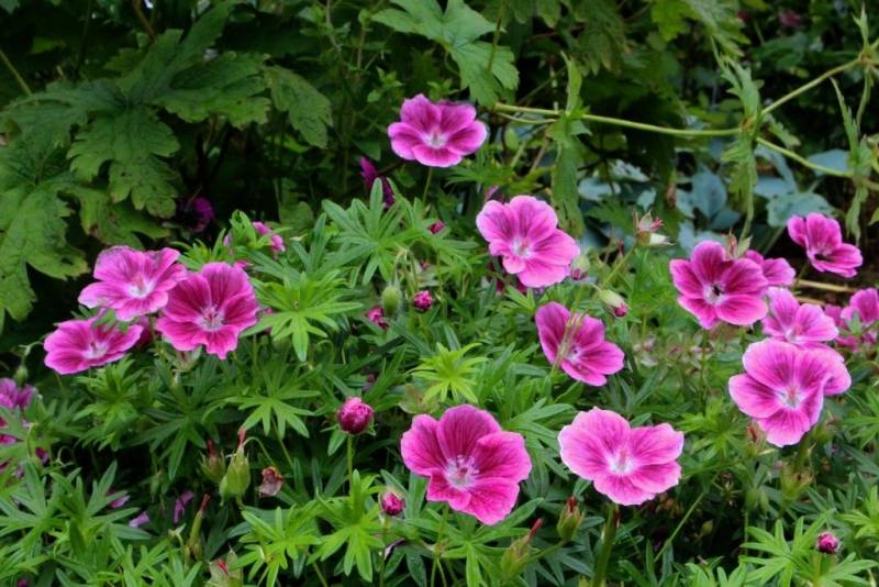 OGRODOWO TO I OWO...: Byliny długo kwitnące