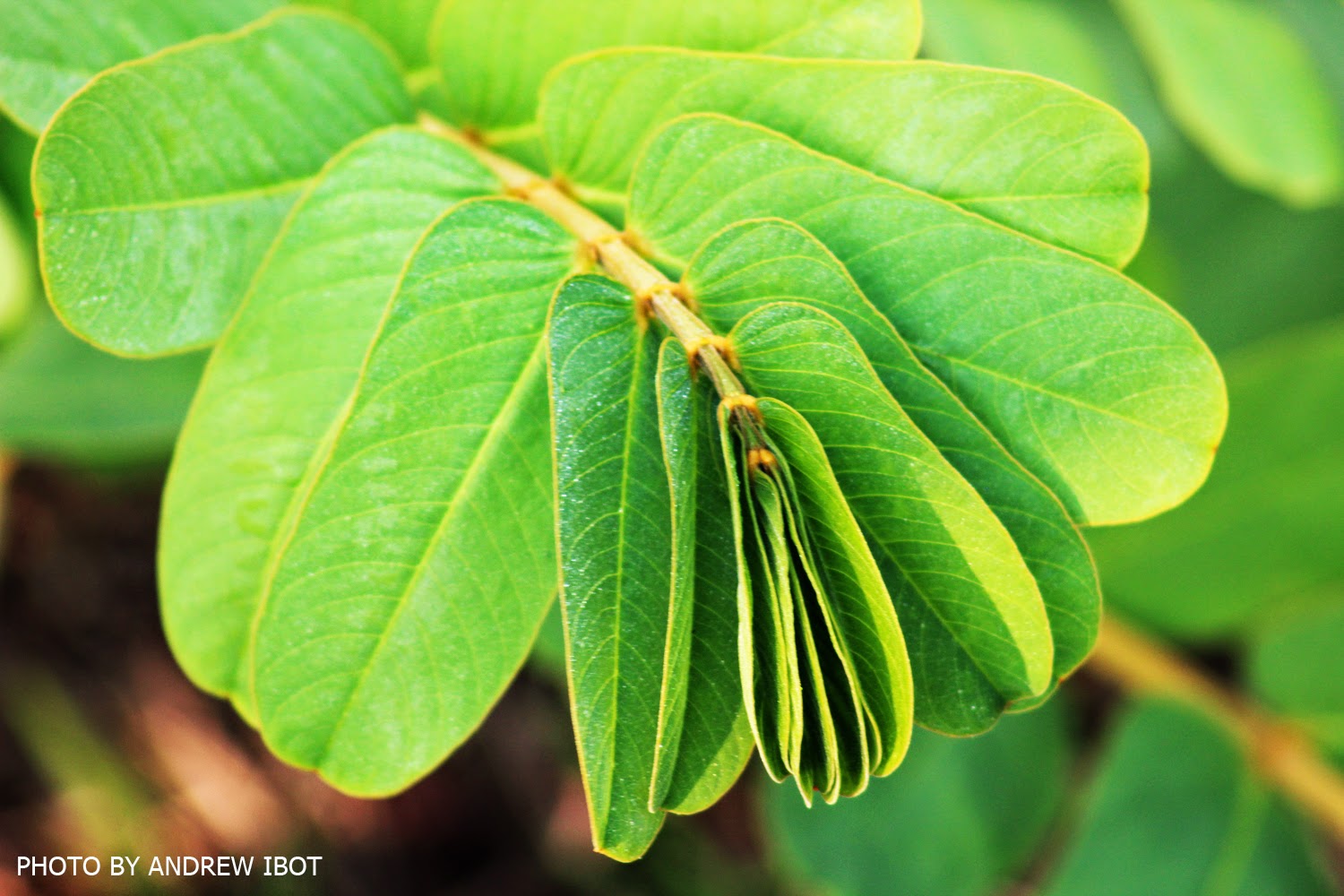 Ako si ANDREW IBOT!: Akapulko