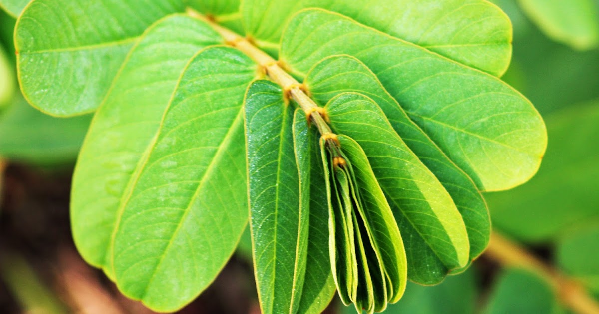 Ako si ANDREW IBOT!: Akapulko