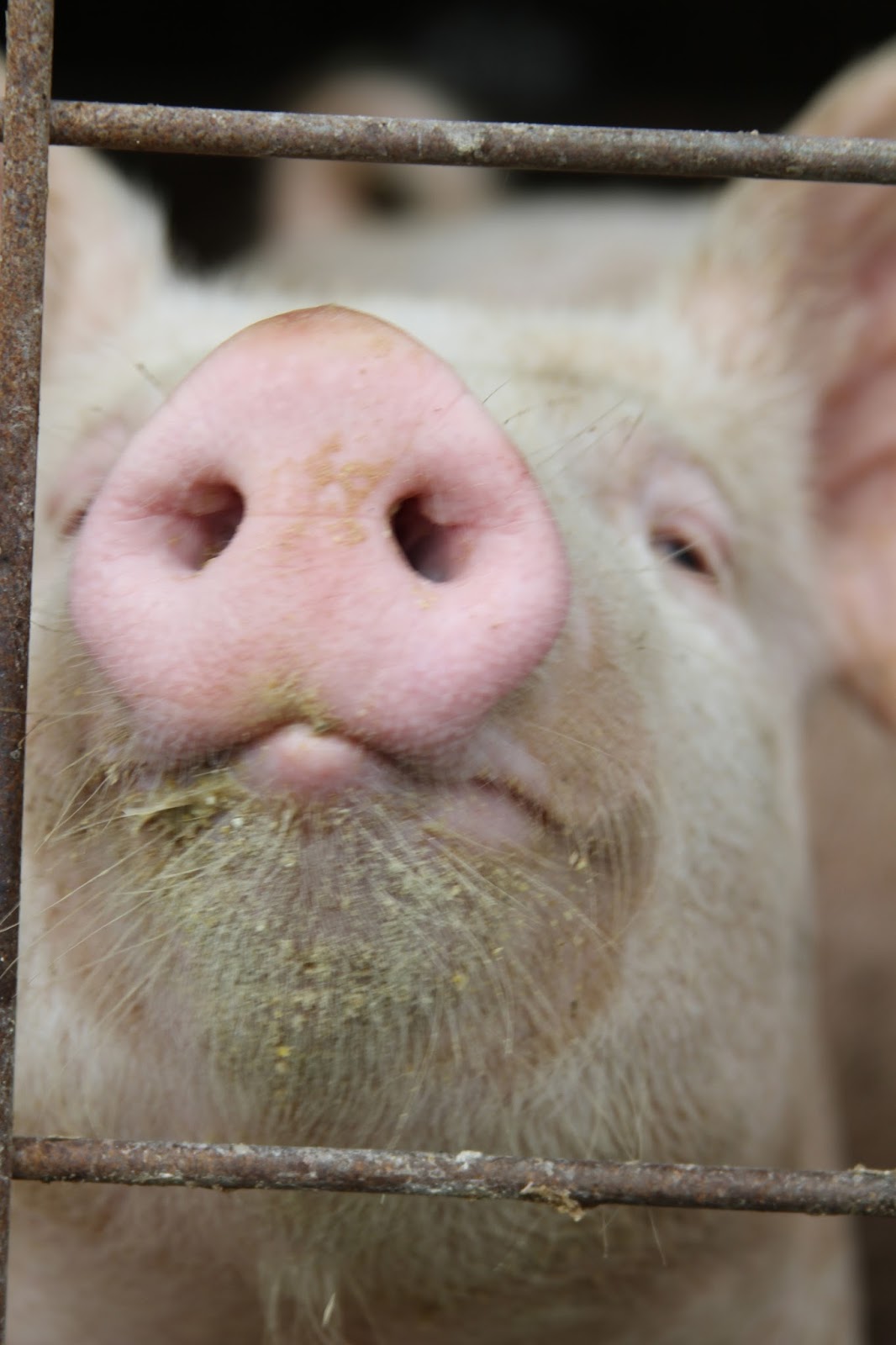 Bergloff Family: Pig Noses and Posies