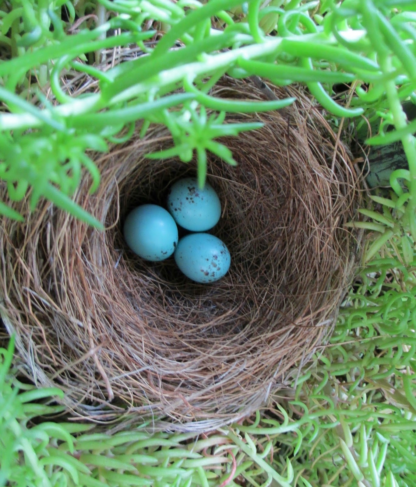 NATURE NOTES: June 2013