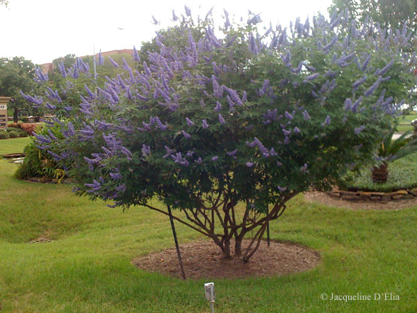 P R Landscaping, Inc.: Landscape Plants L-Z