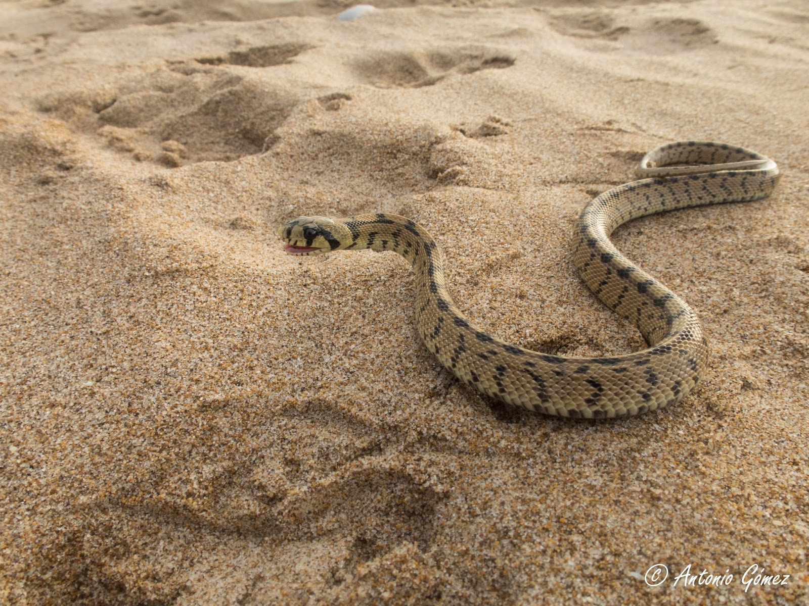 Buscando bichos en Valencia: Una sorpresa inesperada: Culebra de escalera