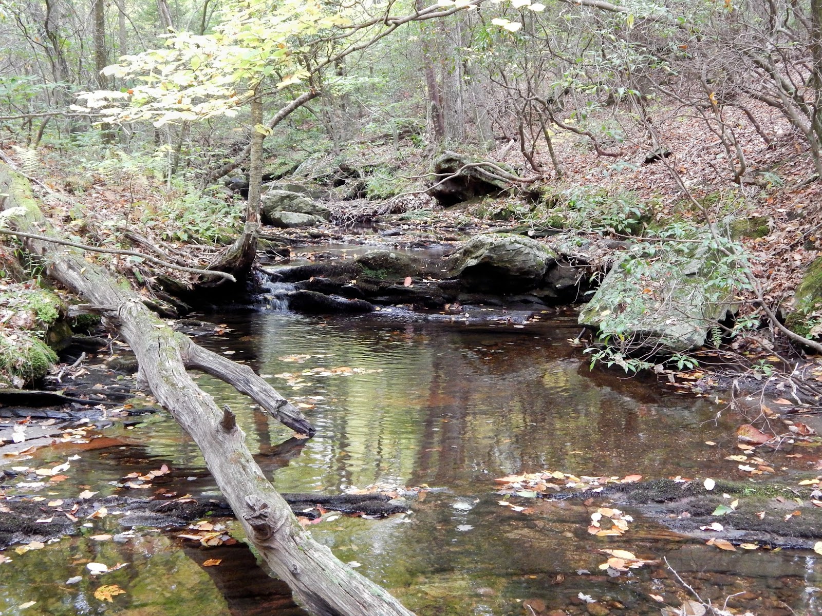 Small Stream Reflections: Rock Walls, Small Streams, Brook Trout ...