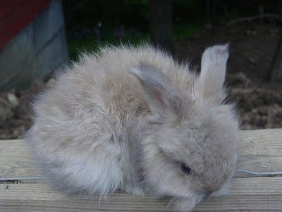 Bluestone River Rabbitry: A bundle of bunnies!