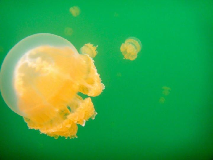 Treasures under the waters Palau: Golden Jellyfish