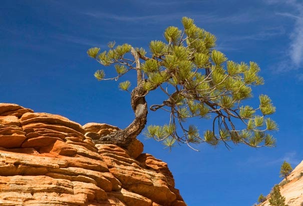 Pillar to Post: COFFEE BEANS & BEINGS / MATTER OF A PINON