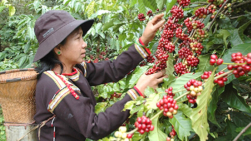 Kriteria Panen Tanaman Kopi