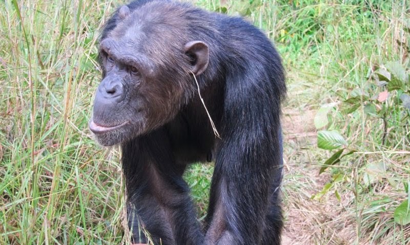 Slavenka & Obi: Chimp Fashion