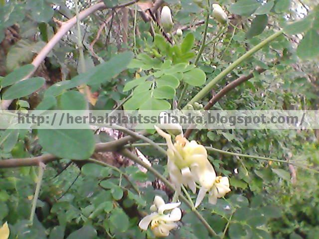 උද්භිත නාමය: Moringa oleifera