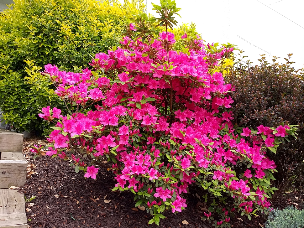 Future Plants by Randy Stewart: Encore Hybrid Azaleas