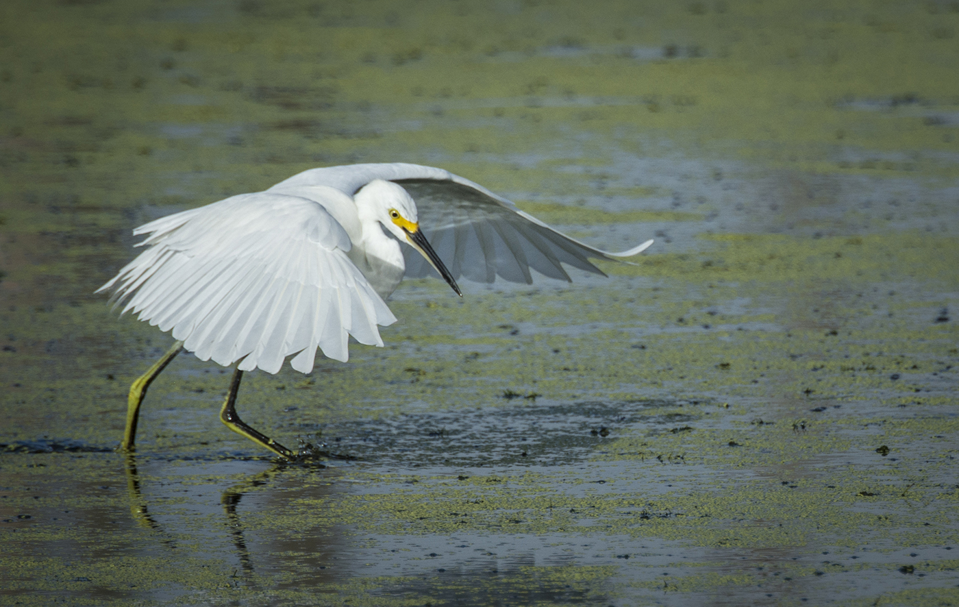 Photography Journal by Katherine Bargar: Capturing birds in motion