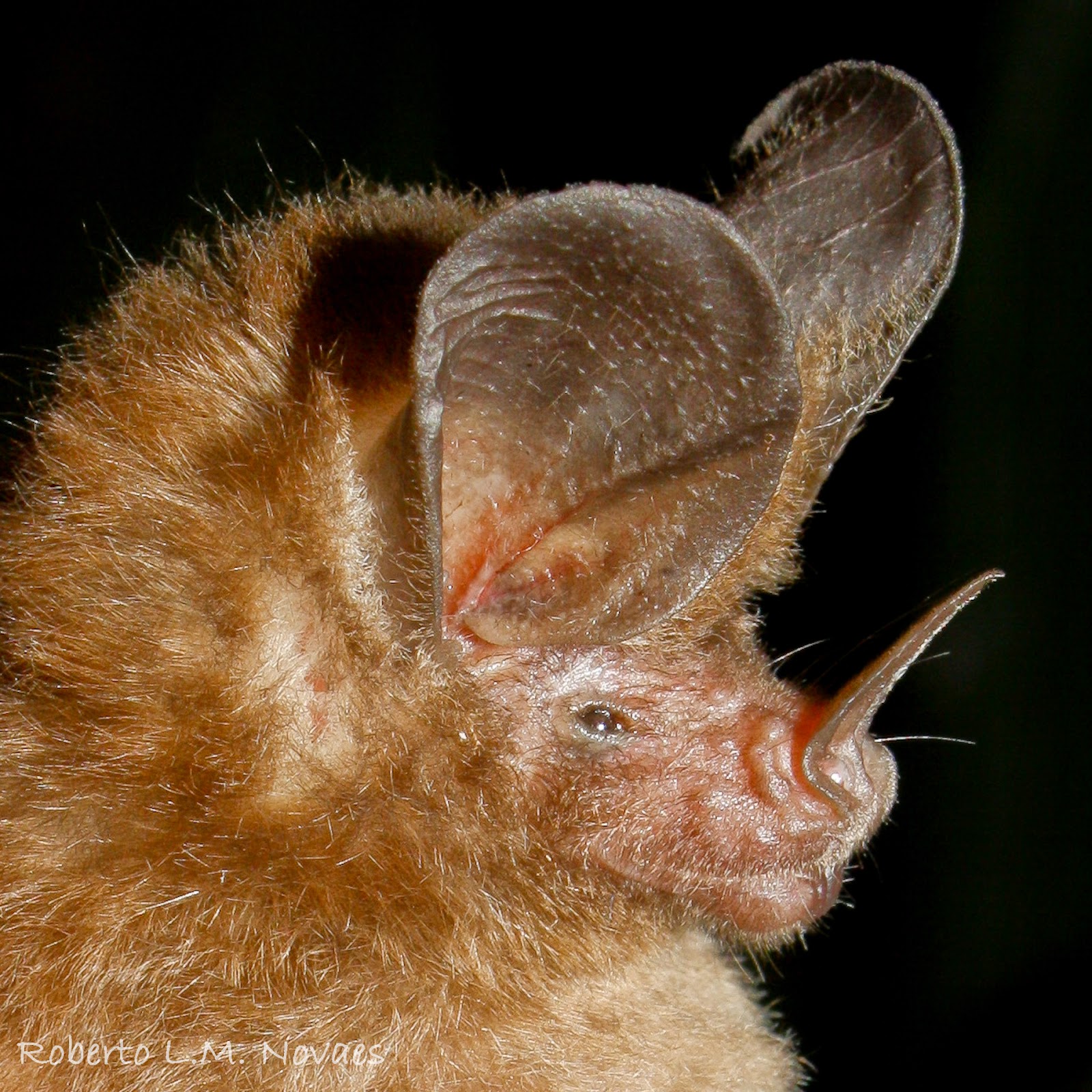 Morcegos do Brasil: Micronycteris microtis