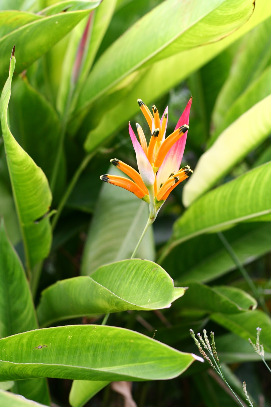 Learn Gardening: Heliconia Psittacorum (Heliconiaceae)