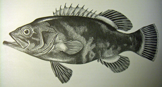 Frutos del Mar: Cherna y mero