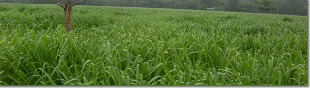 Semillas de Pasto Forrajero: VENTA DE PASTO BRACHIARIA BRIZANTHA TOLEDO ...