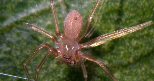 The Science Notebook : Arachnids: The Recluse Spiders