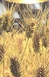 Intro to Wheat (Triticum aestivum L.) Genetics and Production Technology