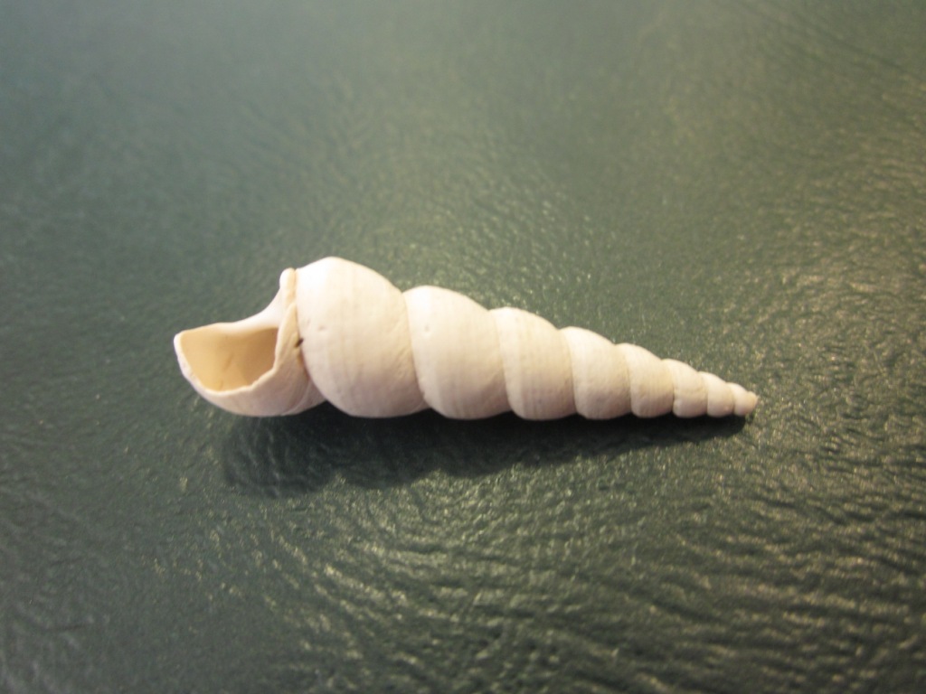 Dr.Pollack's Wonderfully Beneficial Geology Class!: Fossils - Phylum ...